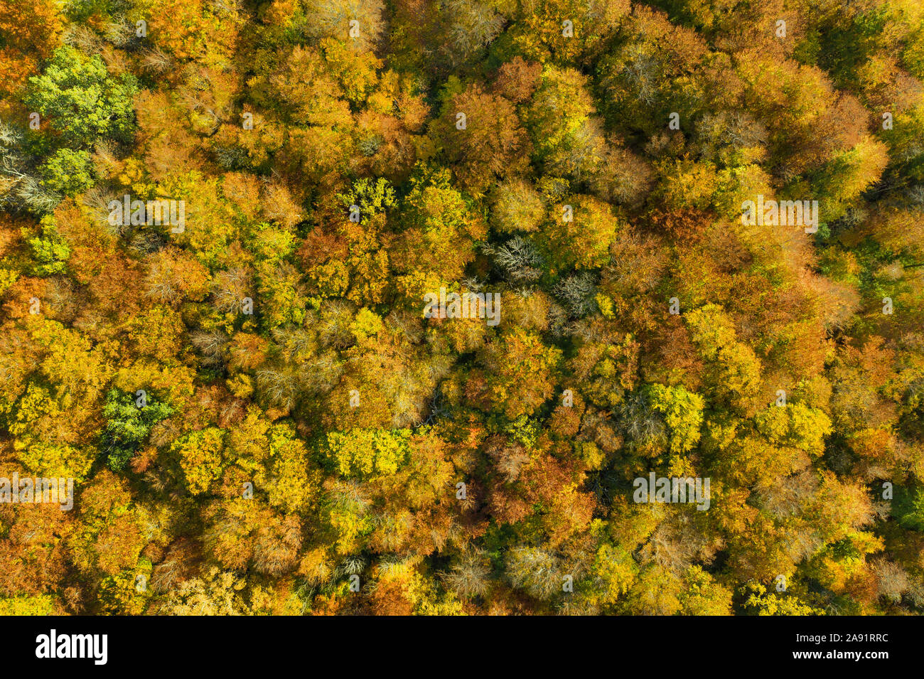 Aerial view of autumn forest Stock Photo - Alamy