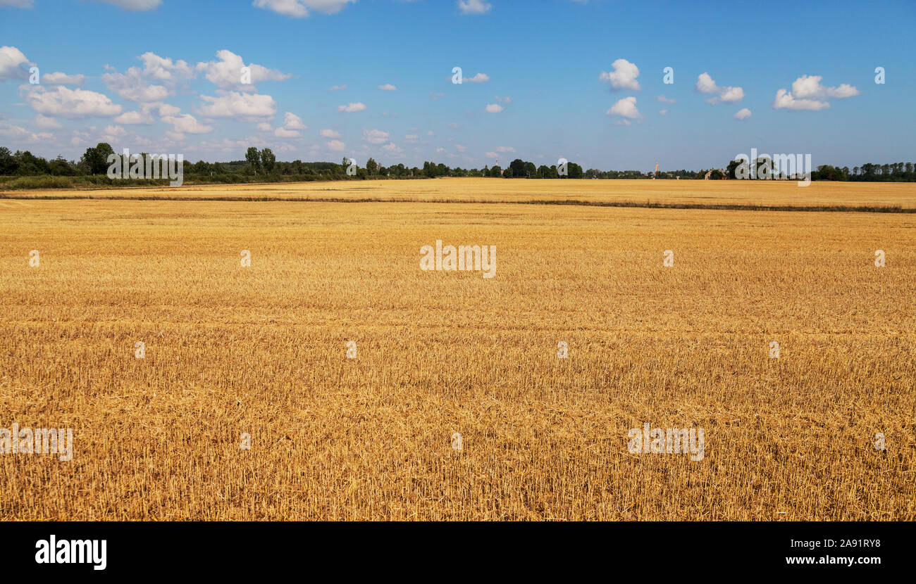 Straw on the meadow after picked wheat Stock Photo - Alamy