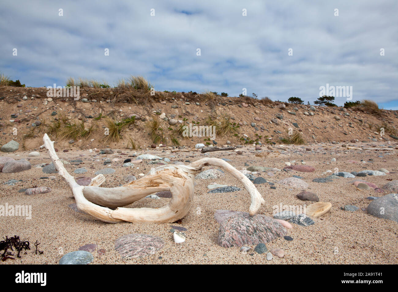 Driftwood on beach Stock Photo - Alamy