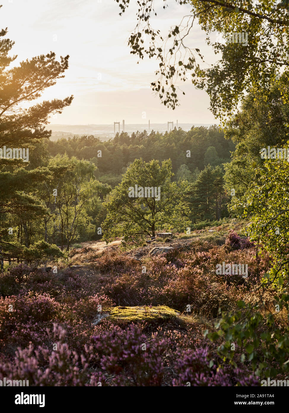 Forest and flowering heathers Stock Photo - Alamy