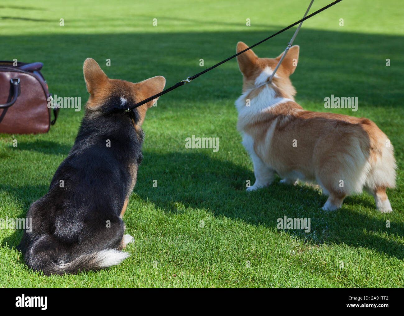 Back and white welsh corgi hi-res stock photography and images - Alamy