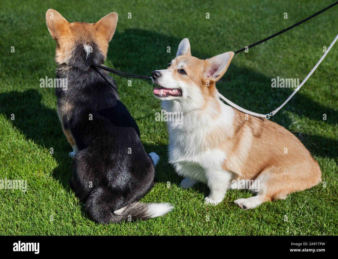 Corgi dogs hi-res stock photography and images - Alamy