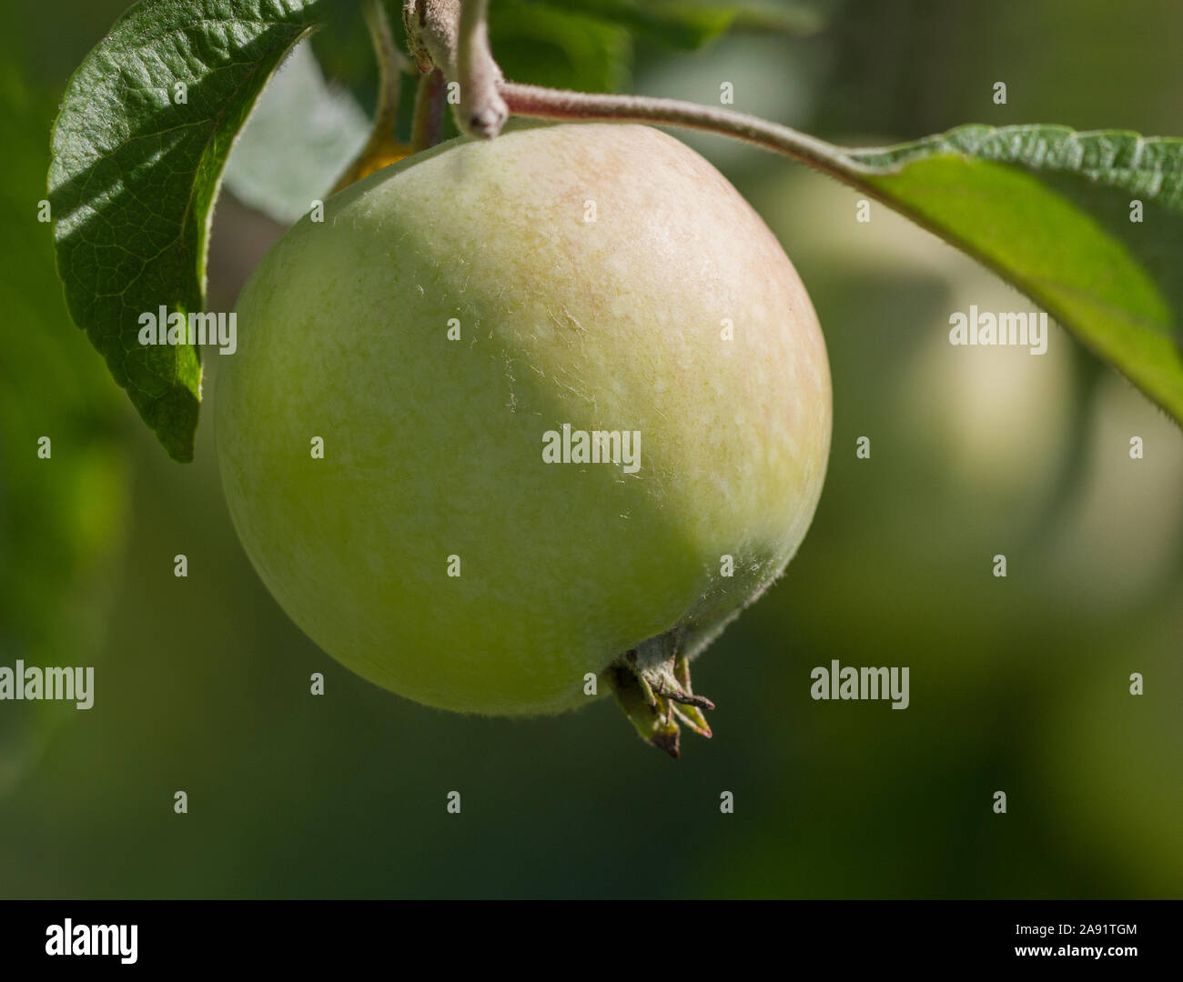 Green apples are growing in a garden Stock Photo - Alamy