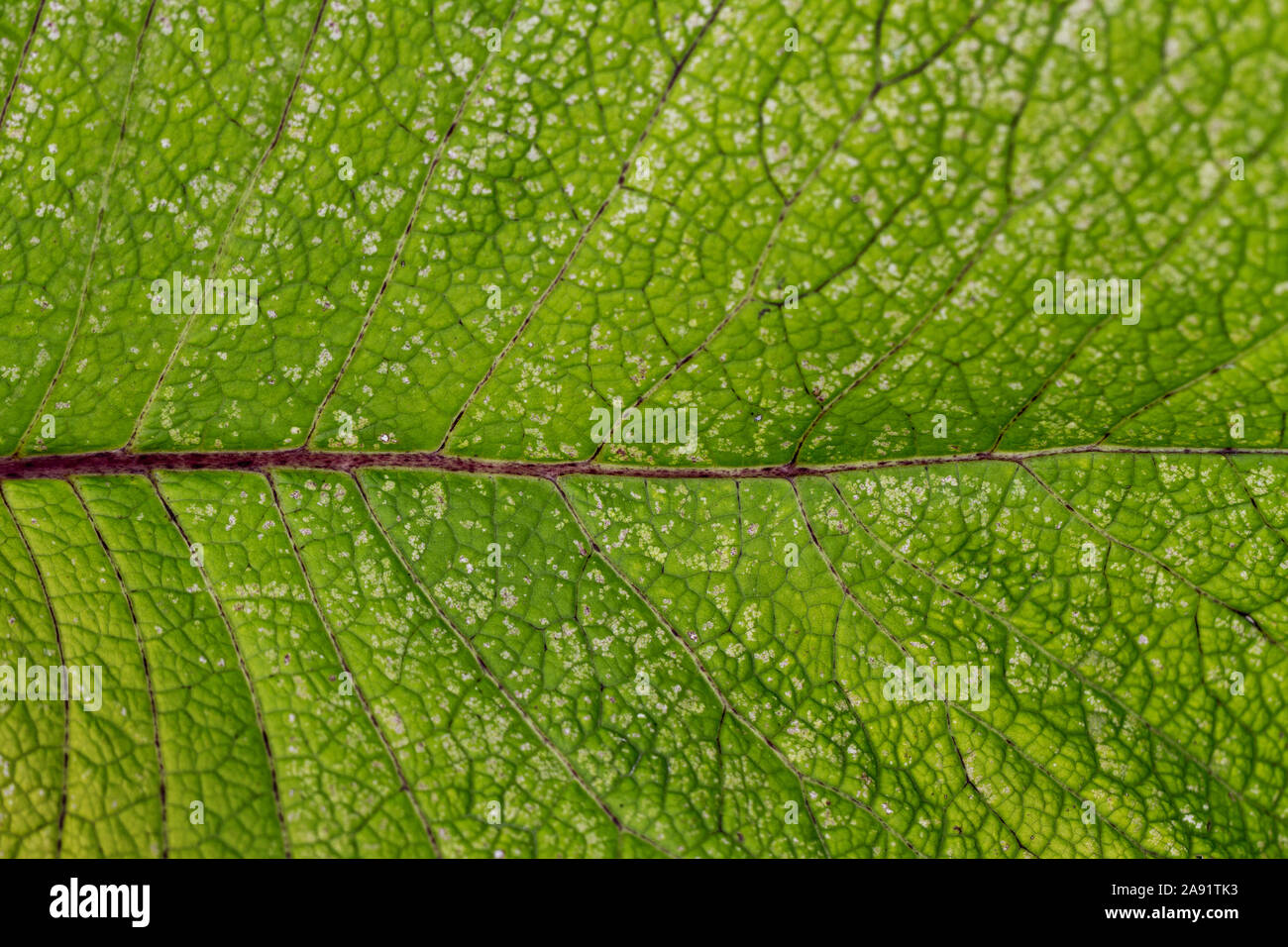Abstract green leaf texture for background Stock Photo - Alamy