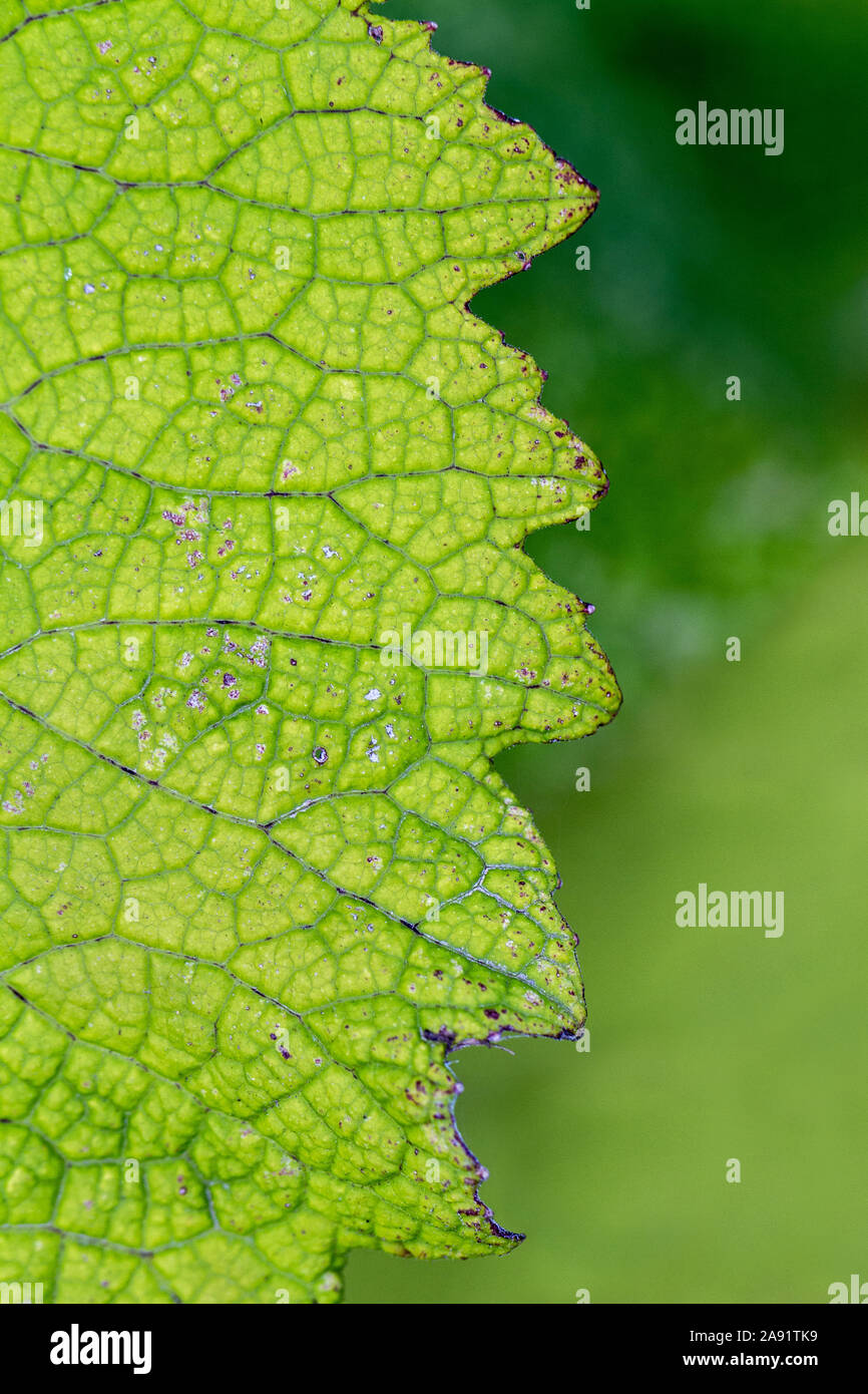 Abstract green leaf texture for background Stock Photo - Alamy