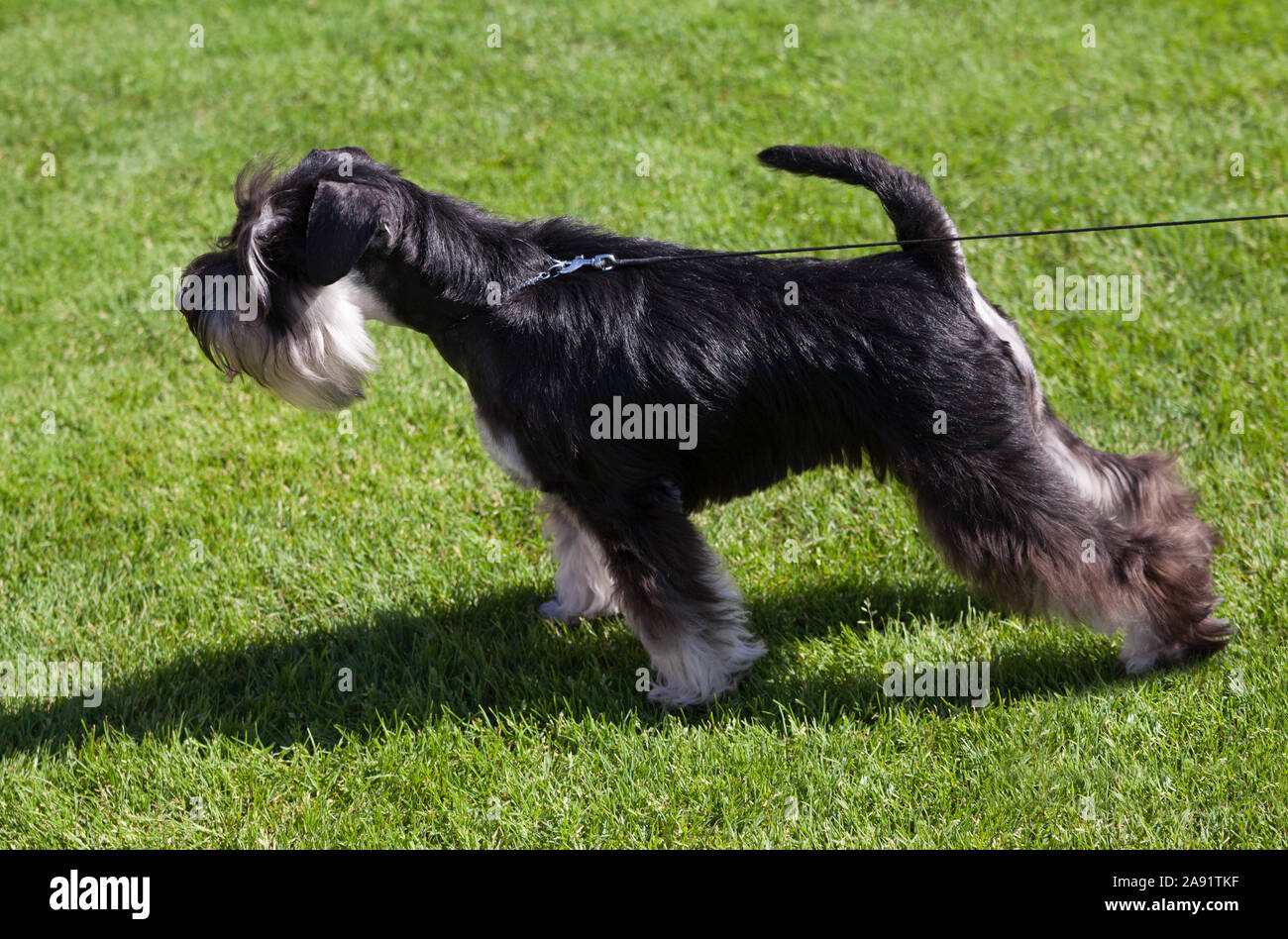 Standard schnauzer hi-res stock photography and images - Alamy