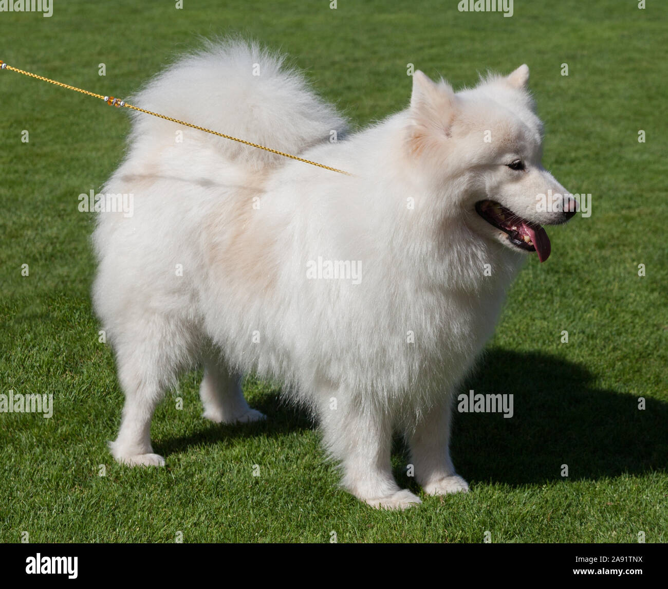 Samoyed puppy on green hi-res stock photography and images - Alamy