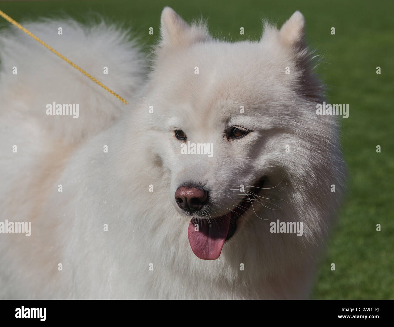 Portrait dog Samoyed on a lawn Stock Photo - Alamy