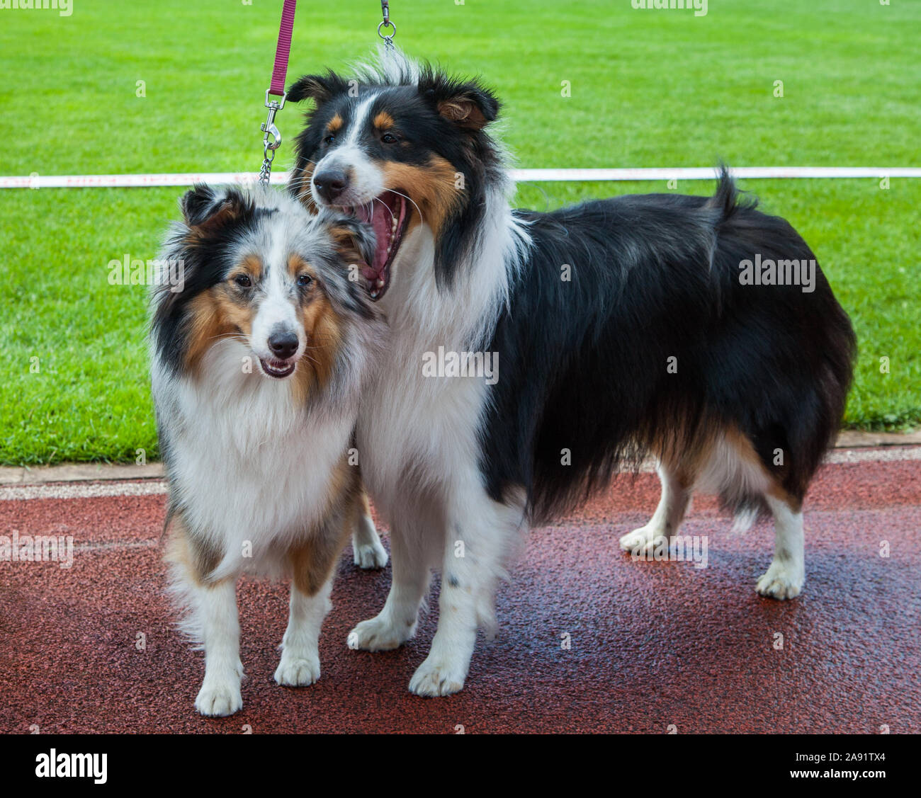 Shetland sheepdogs hi-res stock photography and images - Alamy