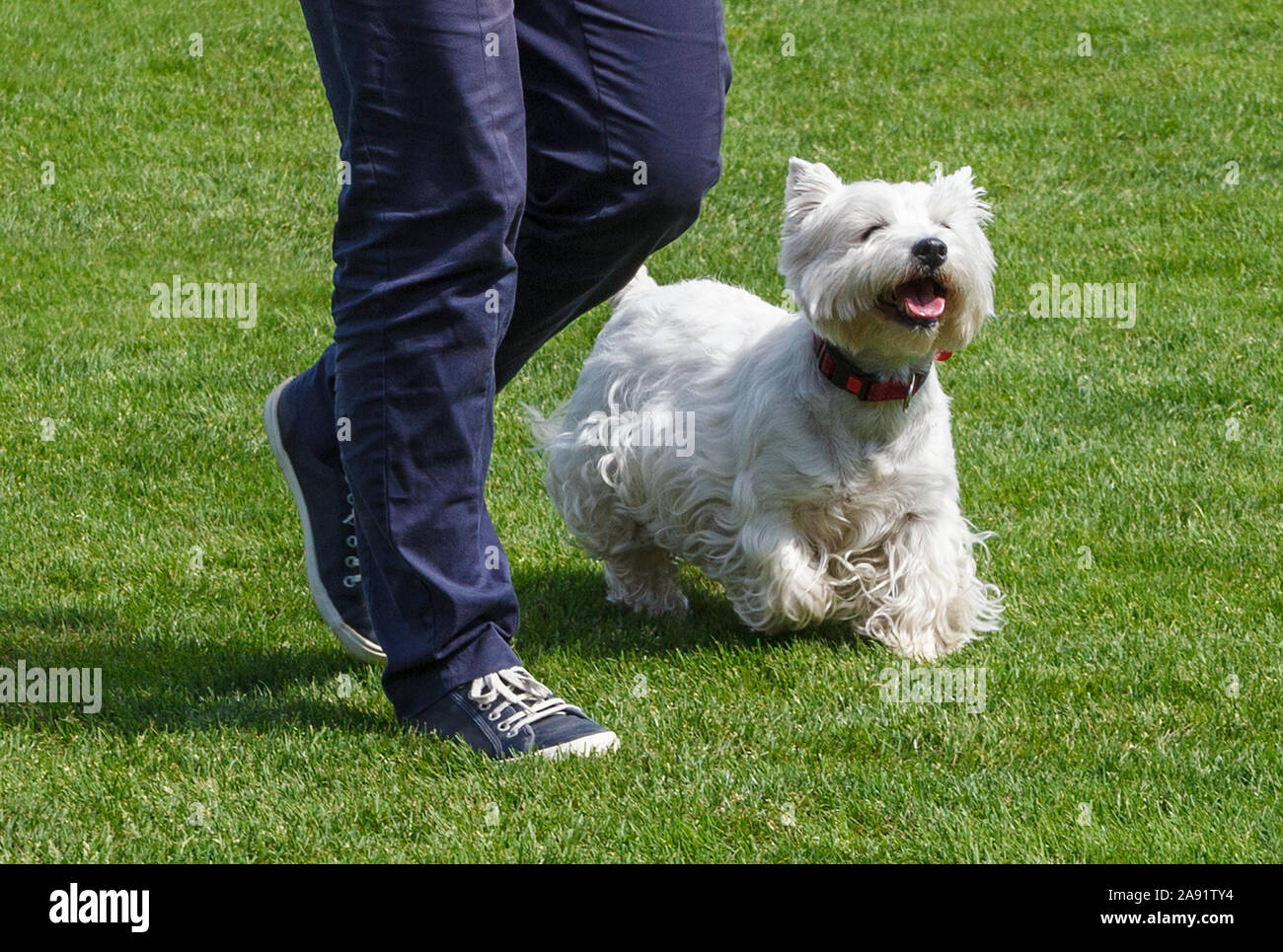 Biddable High Resolution Stock Photography and Images - Alamy