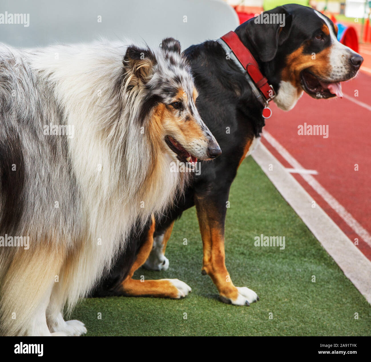 Two dogs on stadium Stock Photo - Alamy