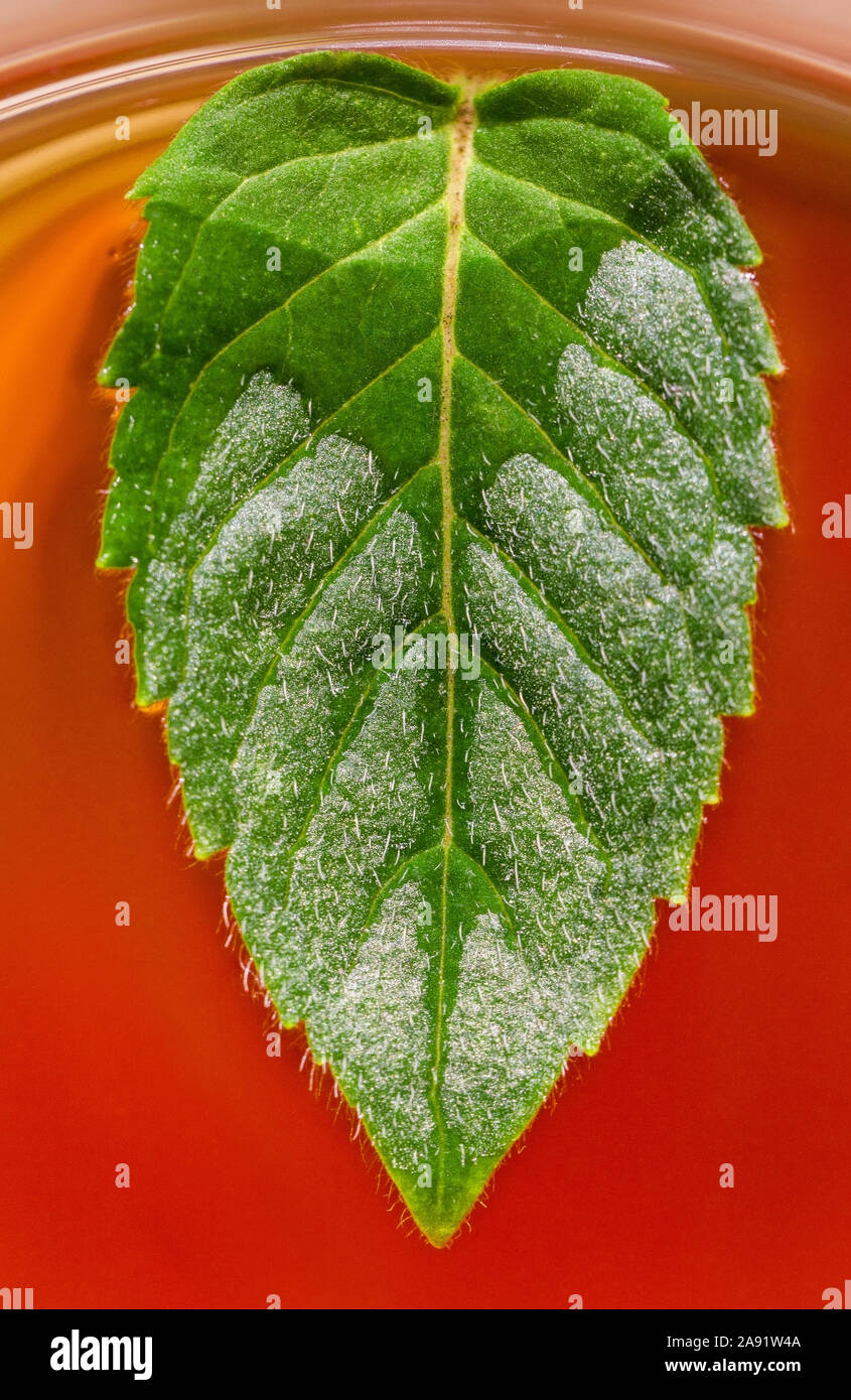 Leaf of menthol in glass of tea Stock Photo - Alamy