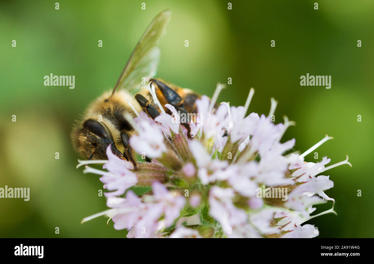 Blossom of mentol plant in a garden with honey bee Stock Photo - Alamy