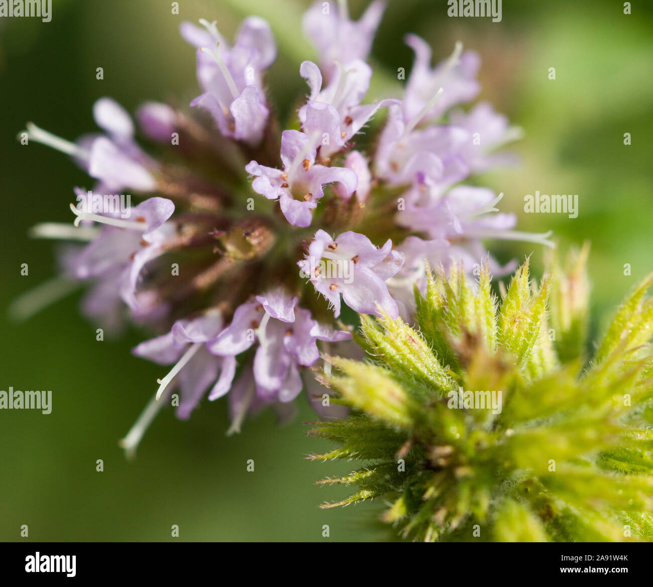 Blossom of mentol plant in a garden Stock Photo - Alamy