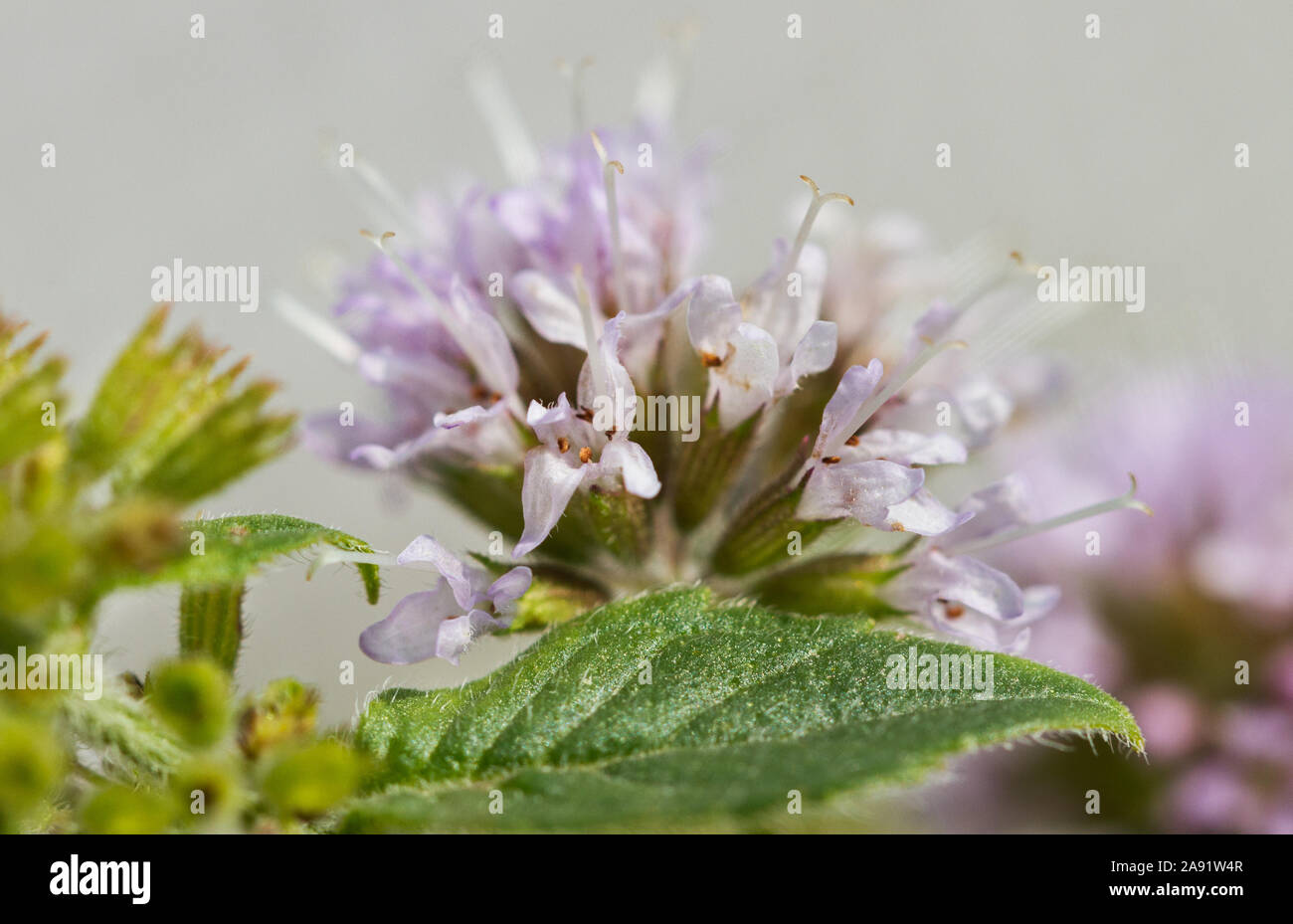Blossom of mentol plant in a garden Stock Photo - Alamy