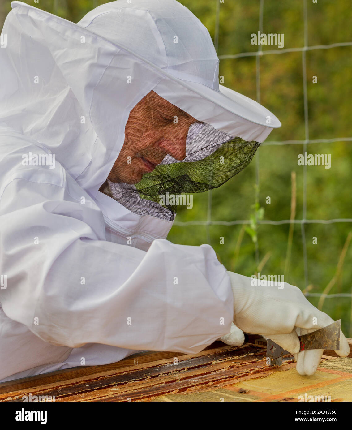 Apiarist is working in his apiary Stock Photo - Alamy