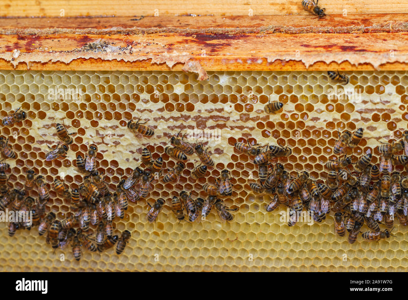 Bees are make honey into beehive Stock Photo - Alamy