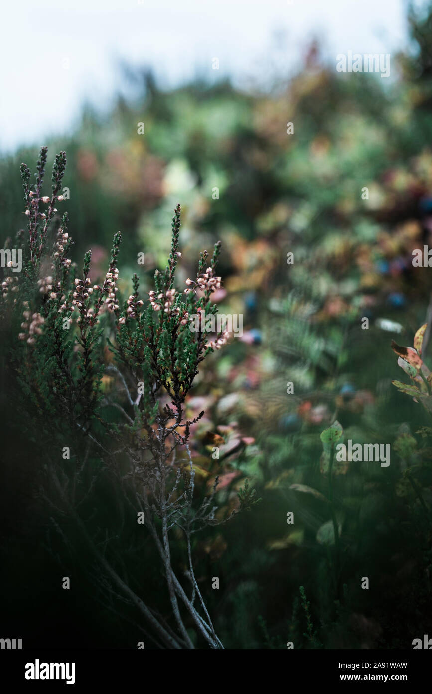 Heather color hi-res stock photography and images - Alamy