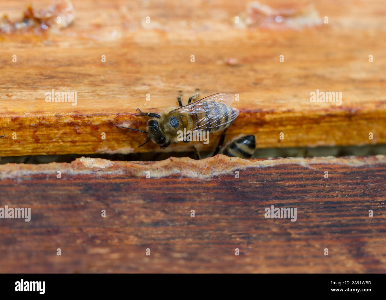 Mark bee into beehive Stock Photo - Alamy