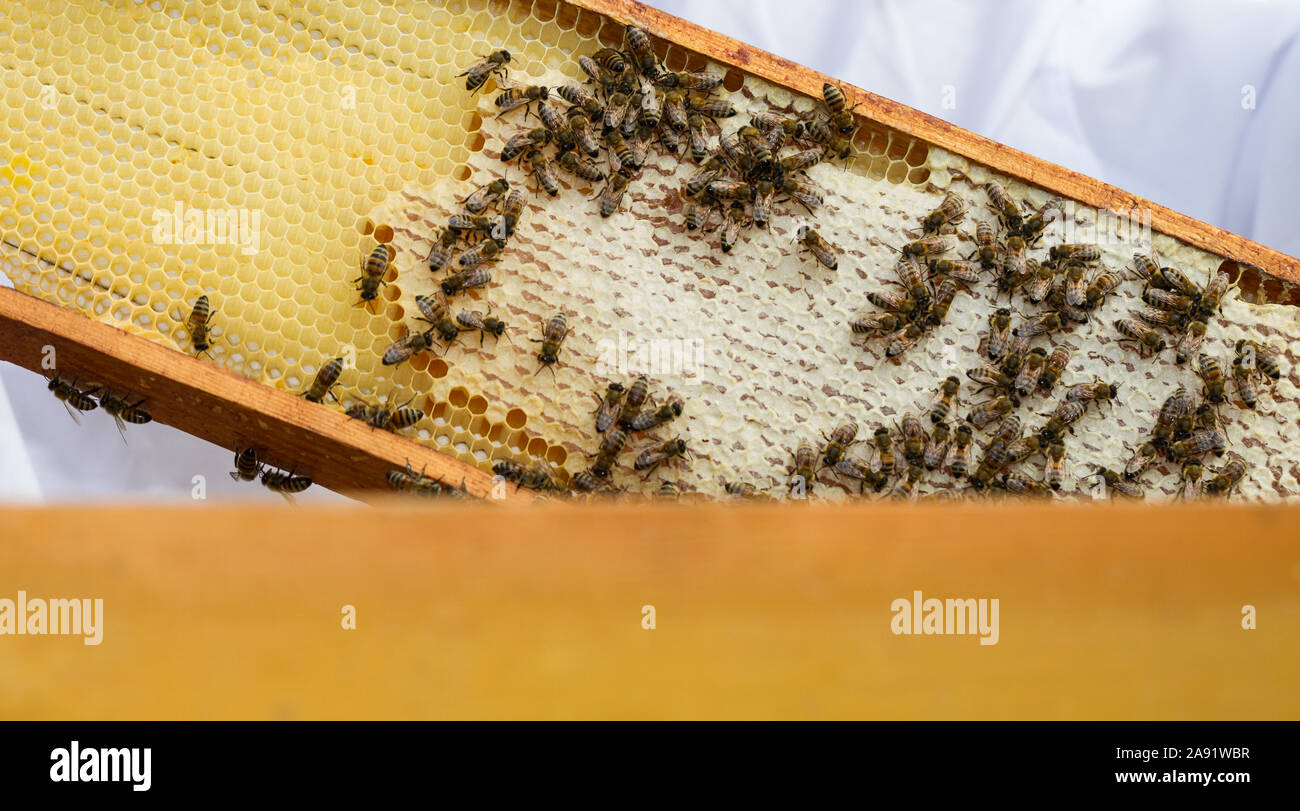 Honey bees on a frame Stock Photo - Alamy