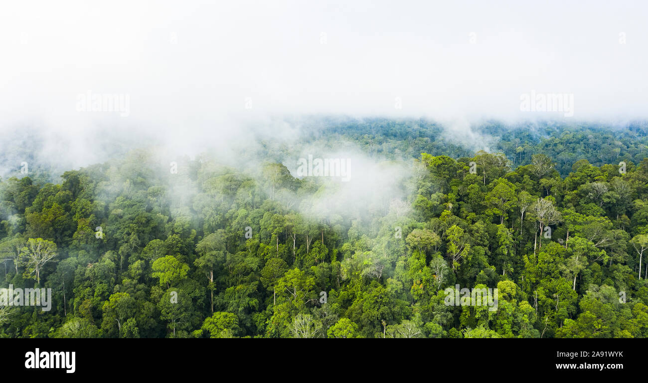 View from above, stunning aerial view of a tropical rainforest with ...