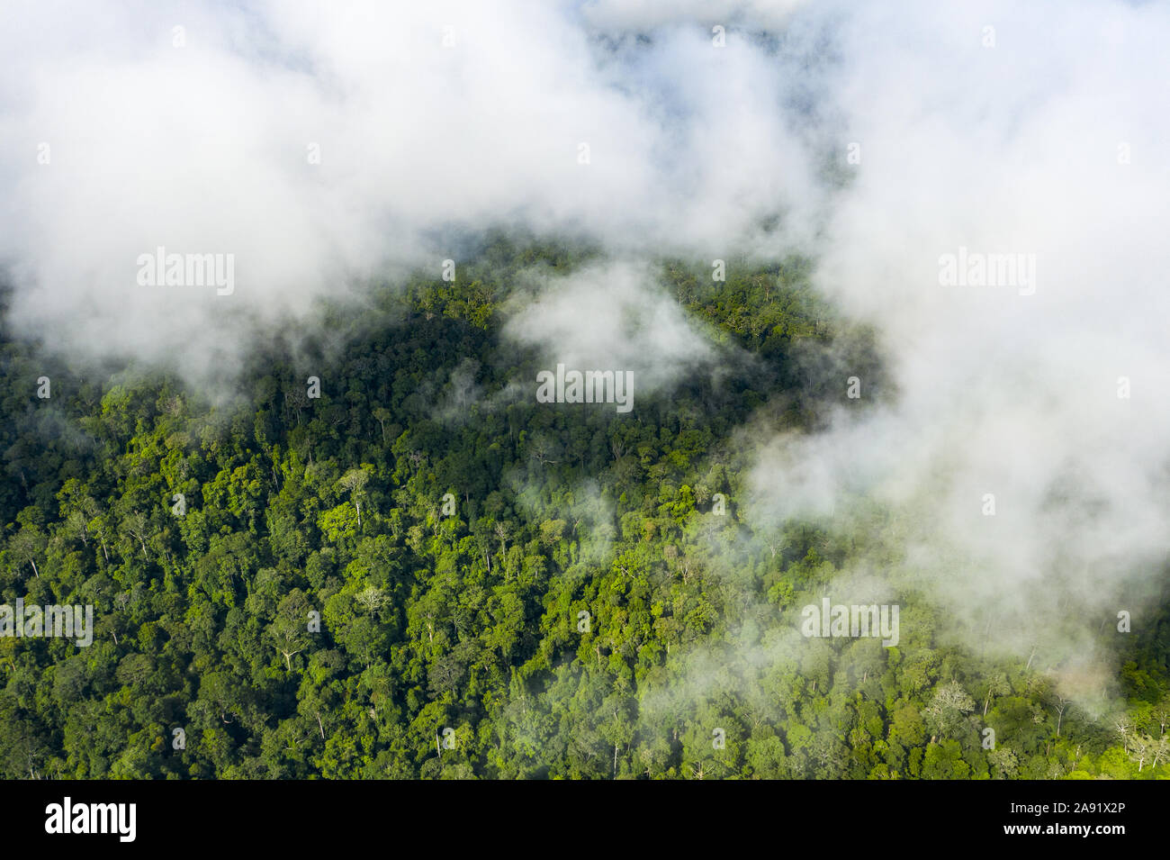 Amazon Forest Aerial View High Resolution Stock Photography and Images ...