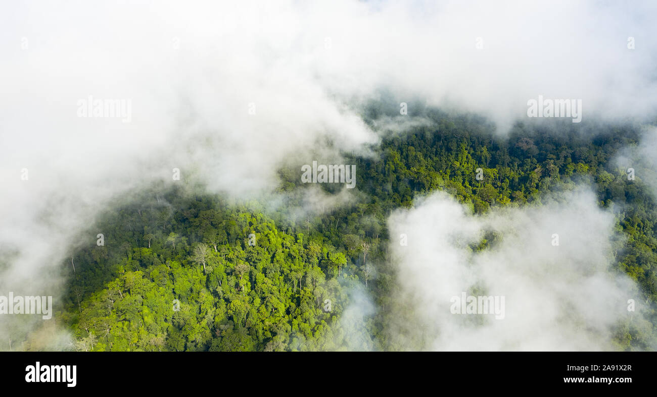 Air Water Tropical Forest