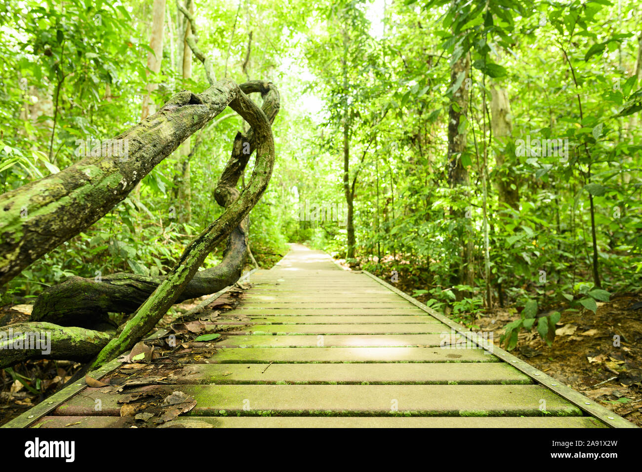 Ceiba pentandra climb hi-res stock photography and images - Alamy