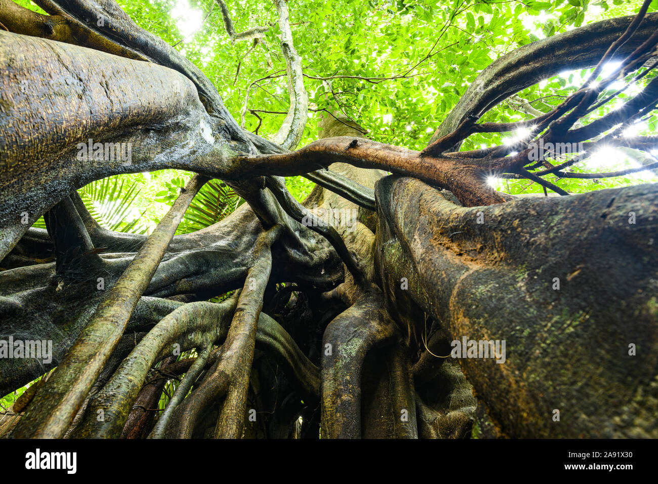 Kapok tree roots hi-res stock photography and images - Alamy