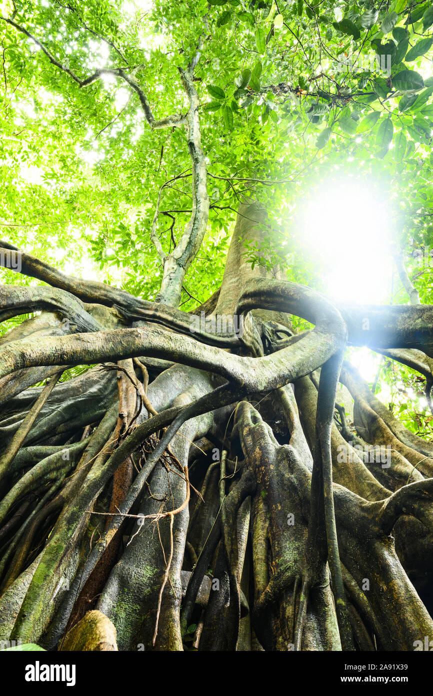 Kapok tree roots hi-res stock photography and images - Alamy