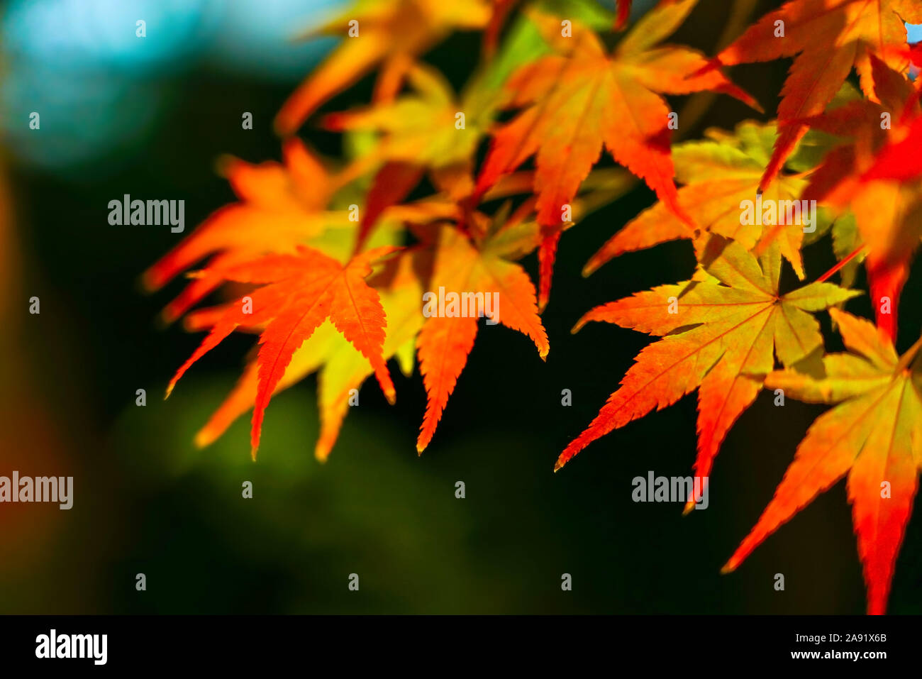 Maple leaves displayed at night in autumn in Japan Stock Photo - Alamy