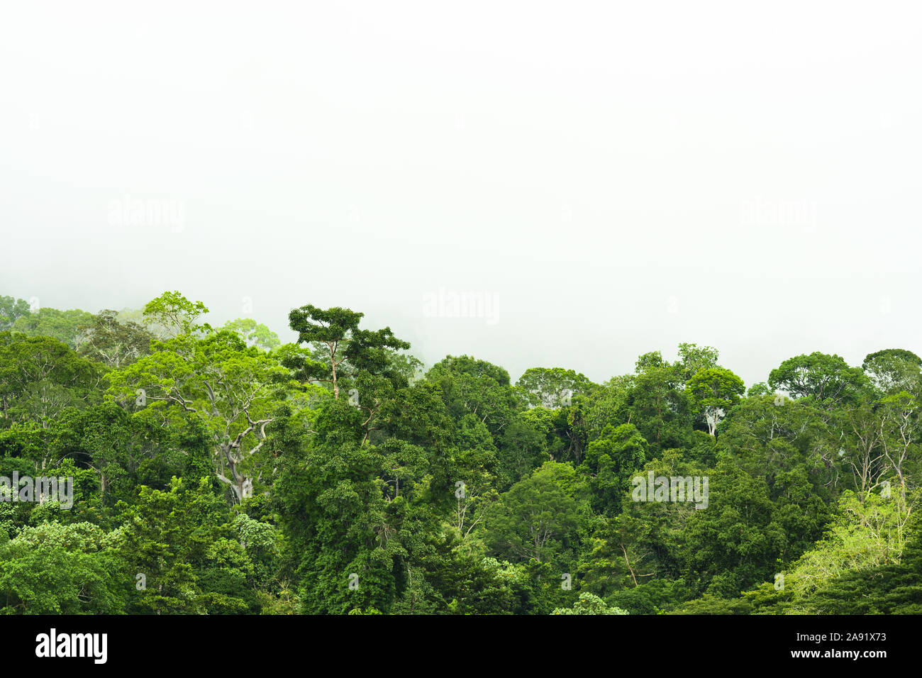 View from above, stunning aerial view of a tropical rainforest with ...