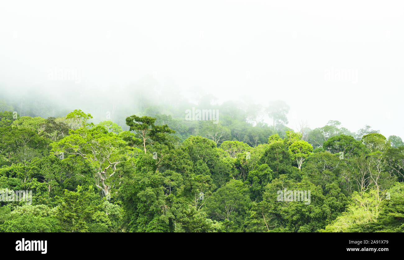 View from above, stunning aerial view of a tropical rainforest with ...