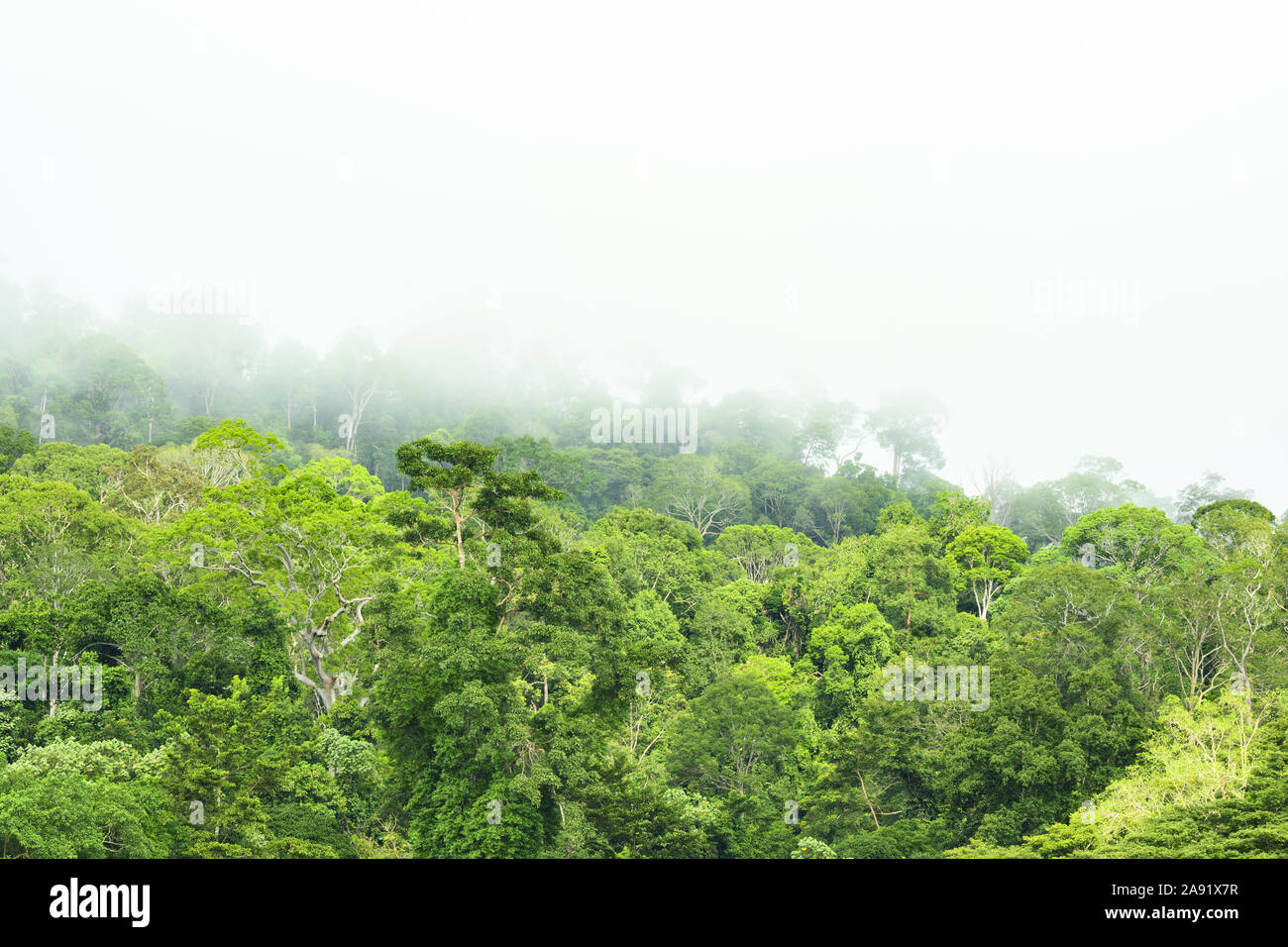View from above, stunning aerial view of a tropical rainforest with ...