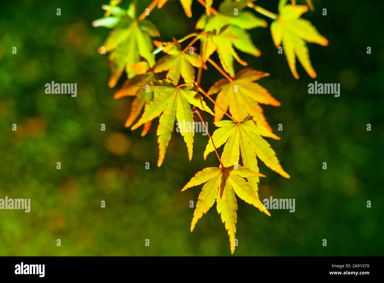 Maple leaves displayed at night in autumn in Japan Stock Photo - Alamy
