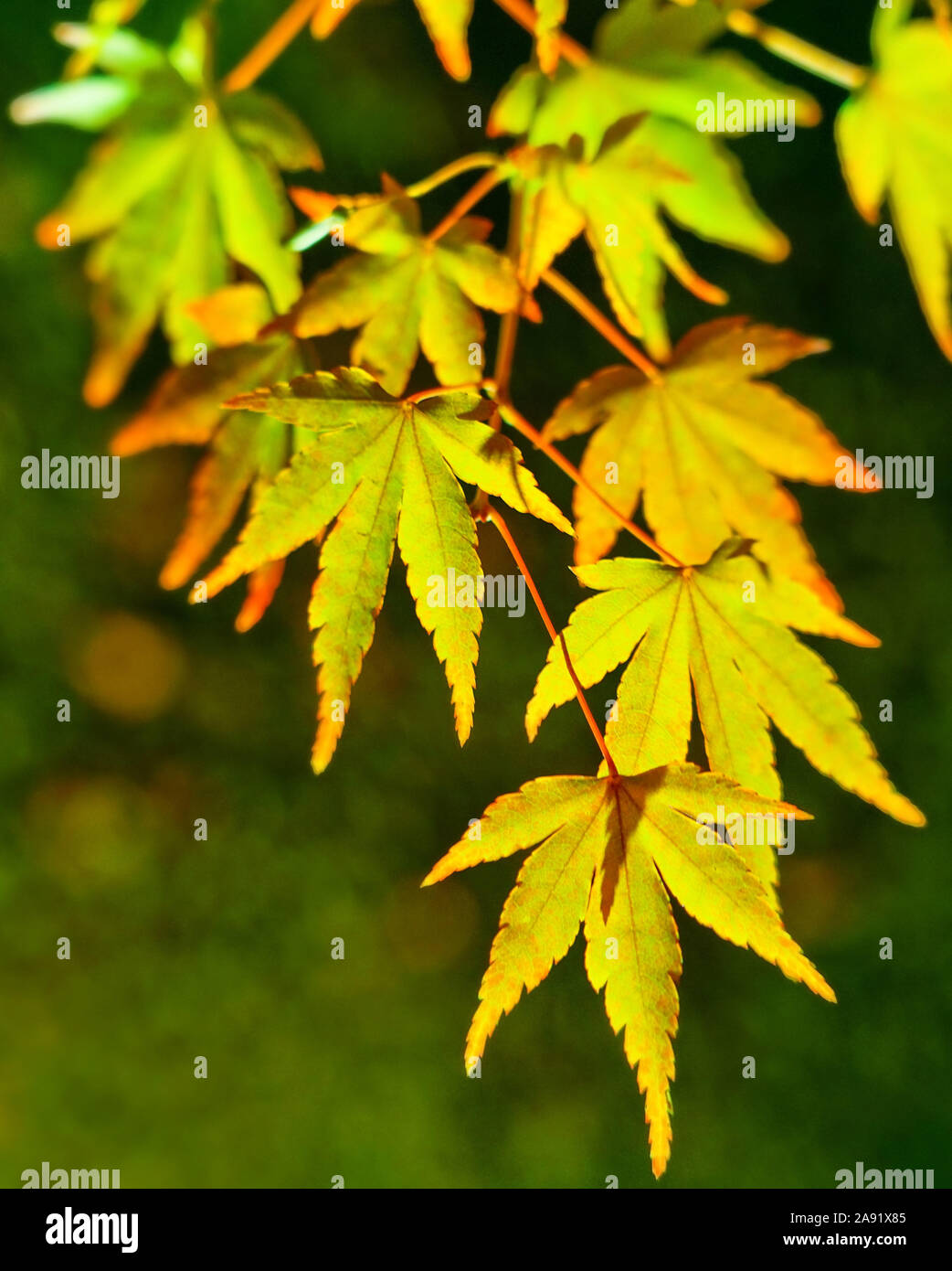 Night fall leaves hi-res stock photography and images - Alamy