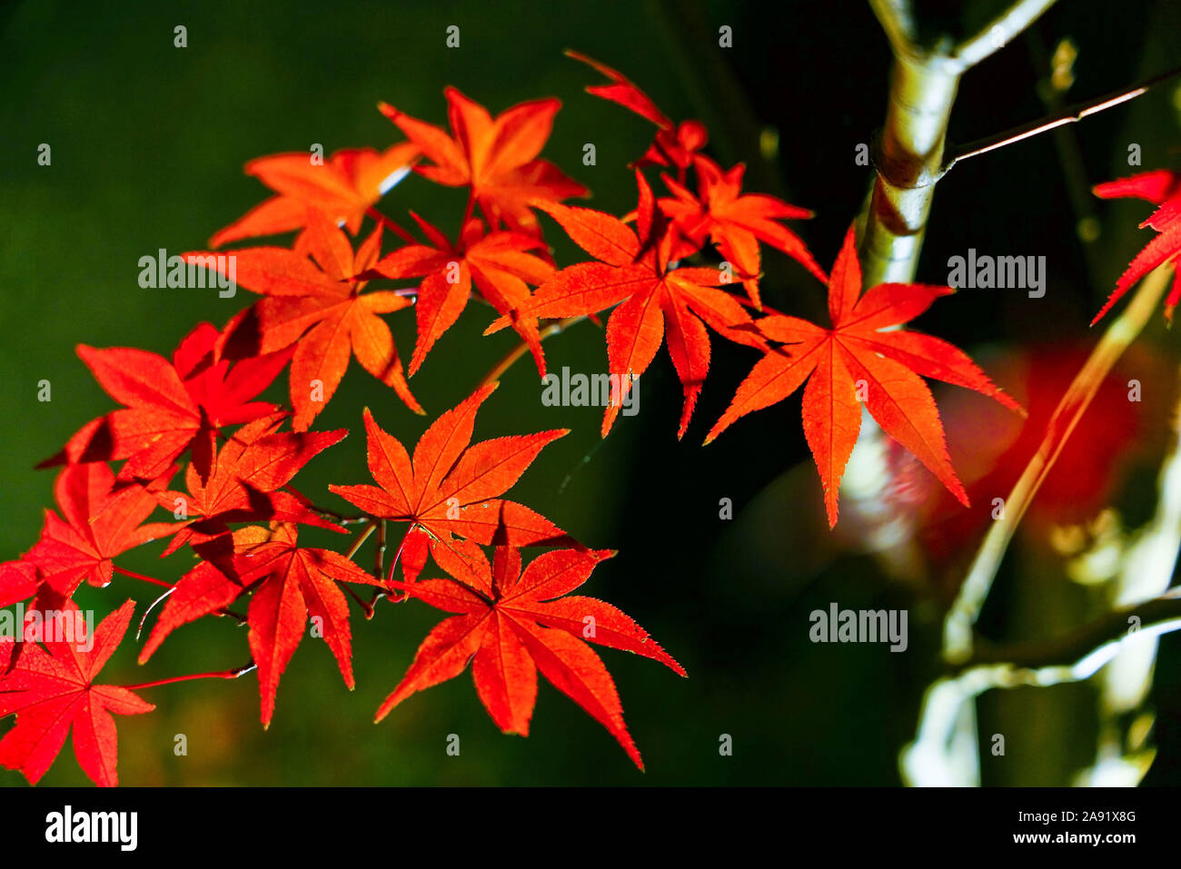 Maple leaves displayed at night in autumn in Japan Stock Photo - Alamy