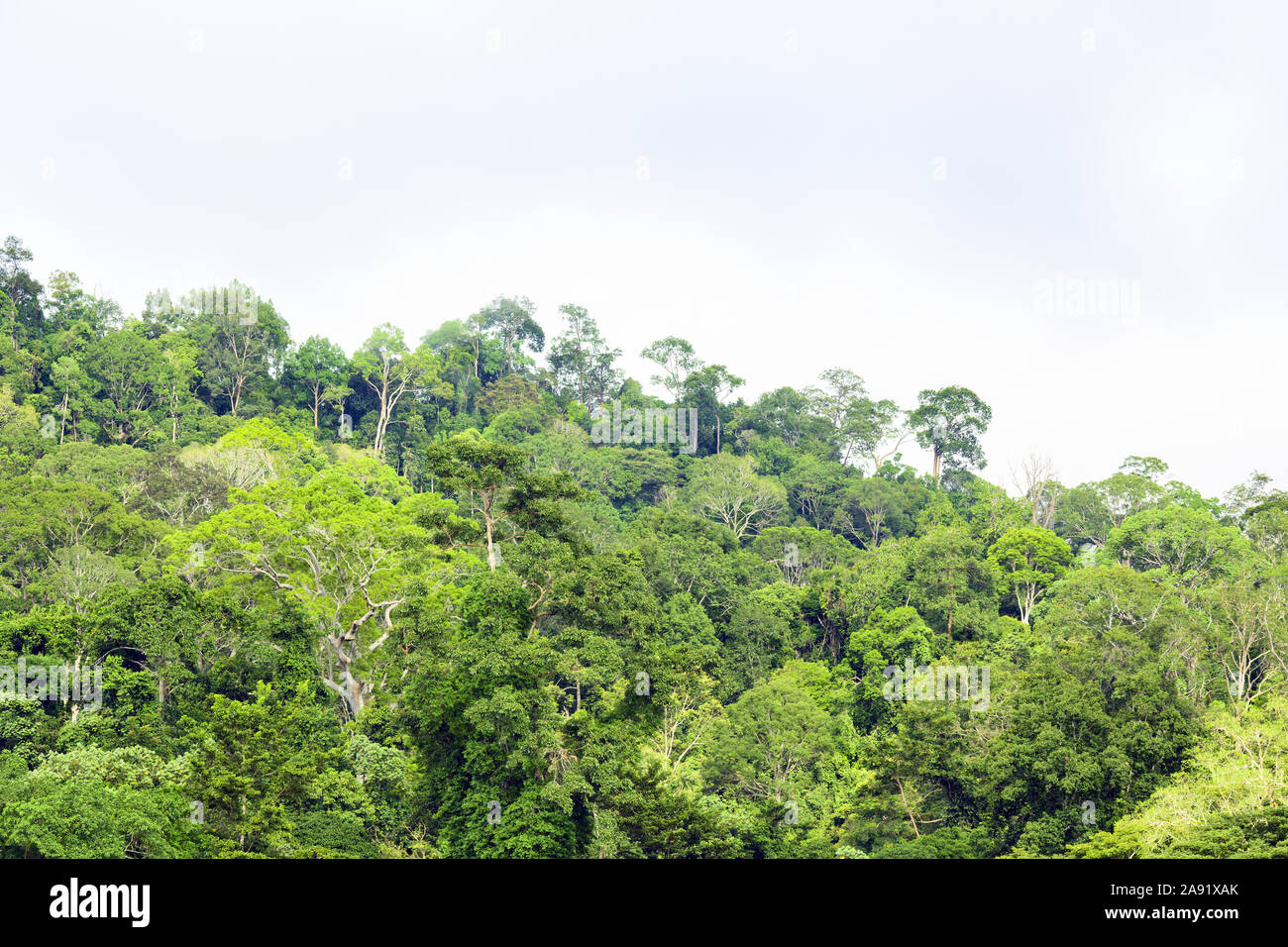 View from above, stunning aerial view of a tropical rainforest with ...