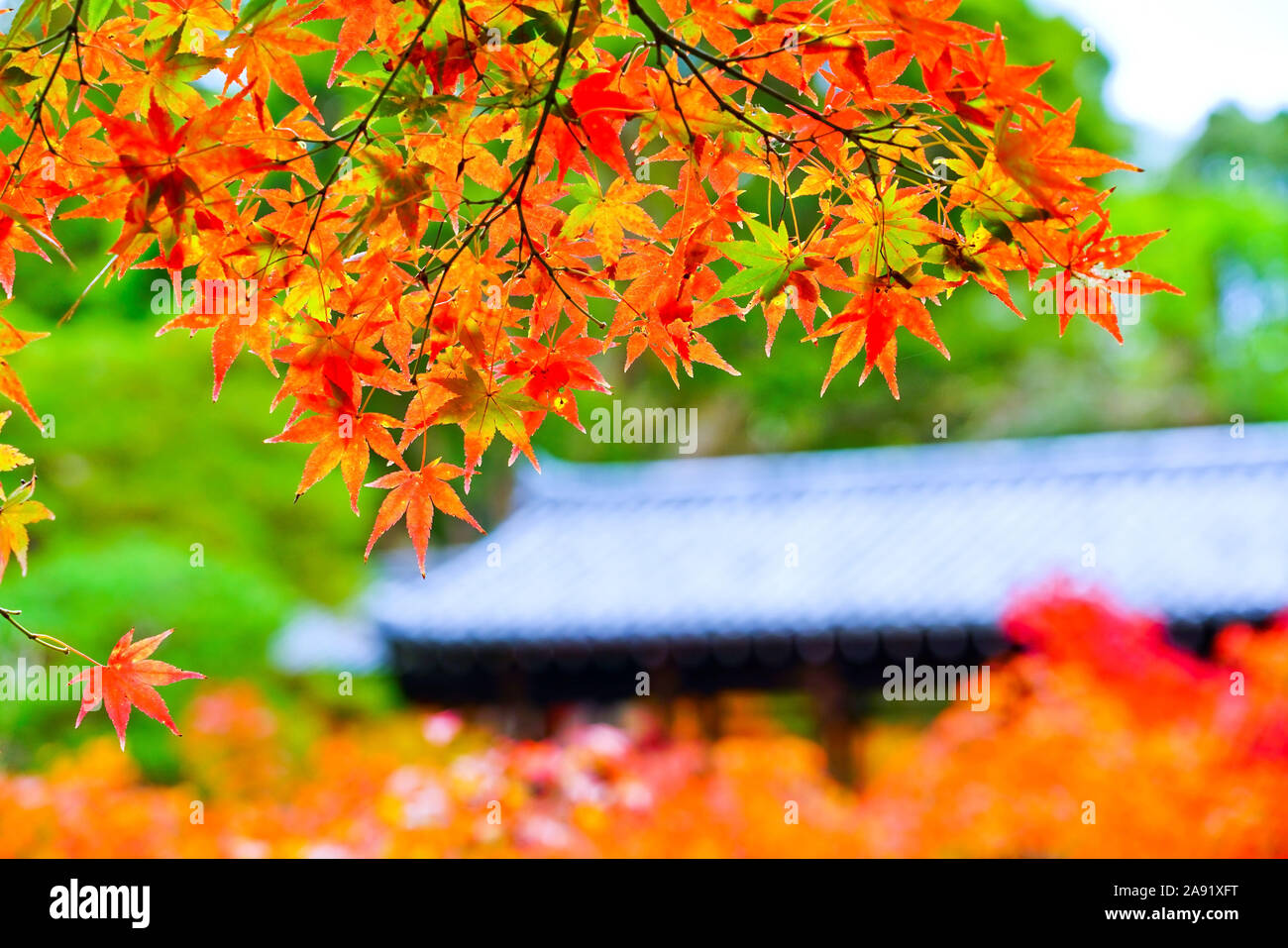 View of the Tofuku-ji Temple in autumn with colorful trees in Kyoto ...