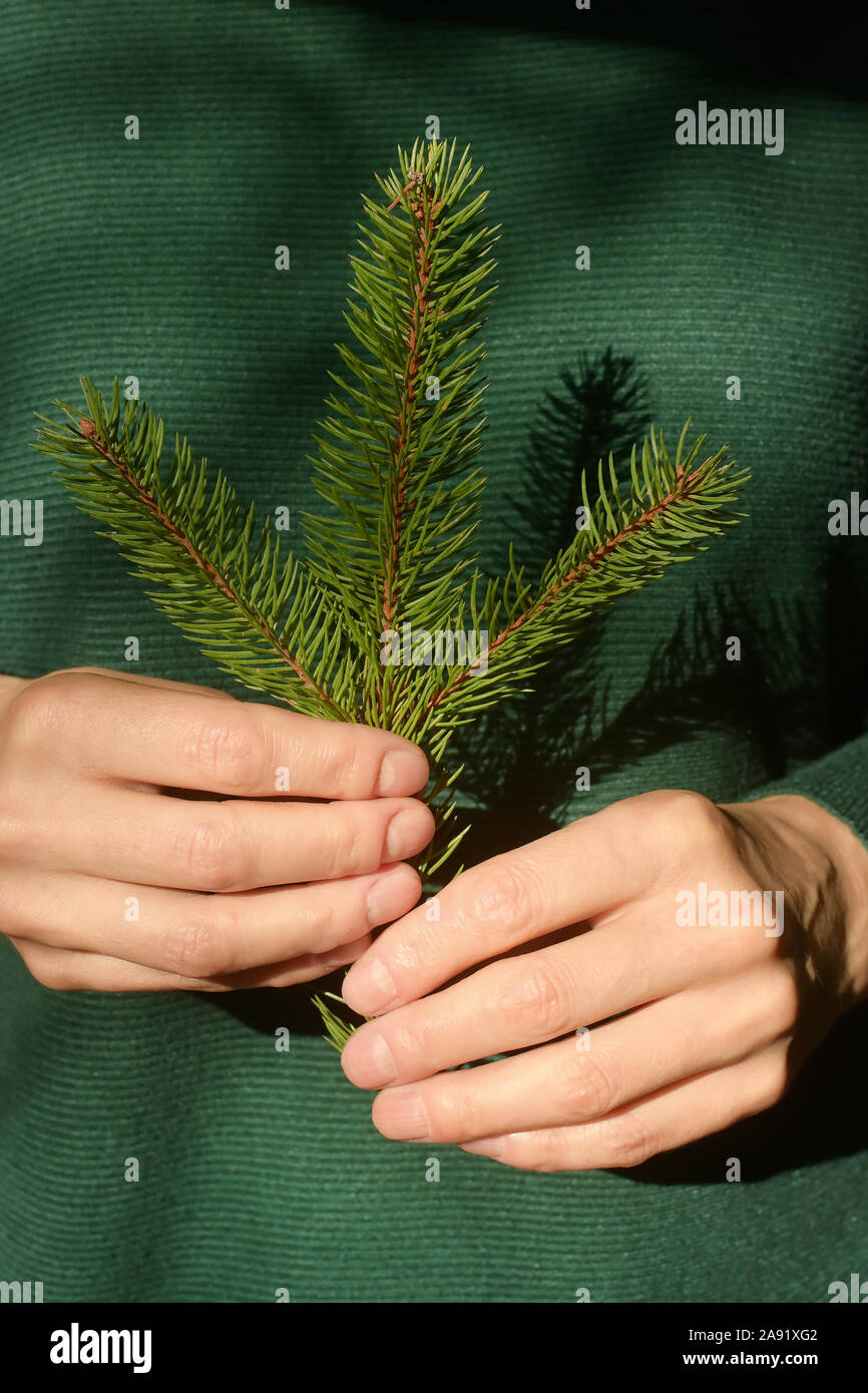 Woman is holding pine tree branch and natural sunlight Stock Photo - Alamy