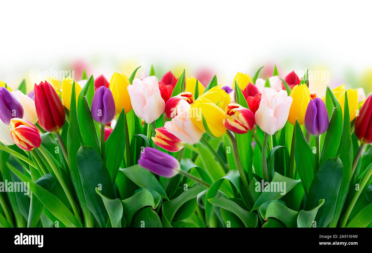 Red, violet and yellow fresh tulip flowers boquet over white background ...