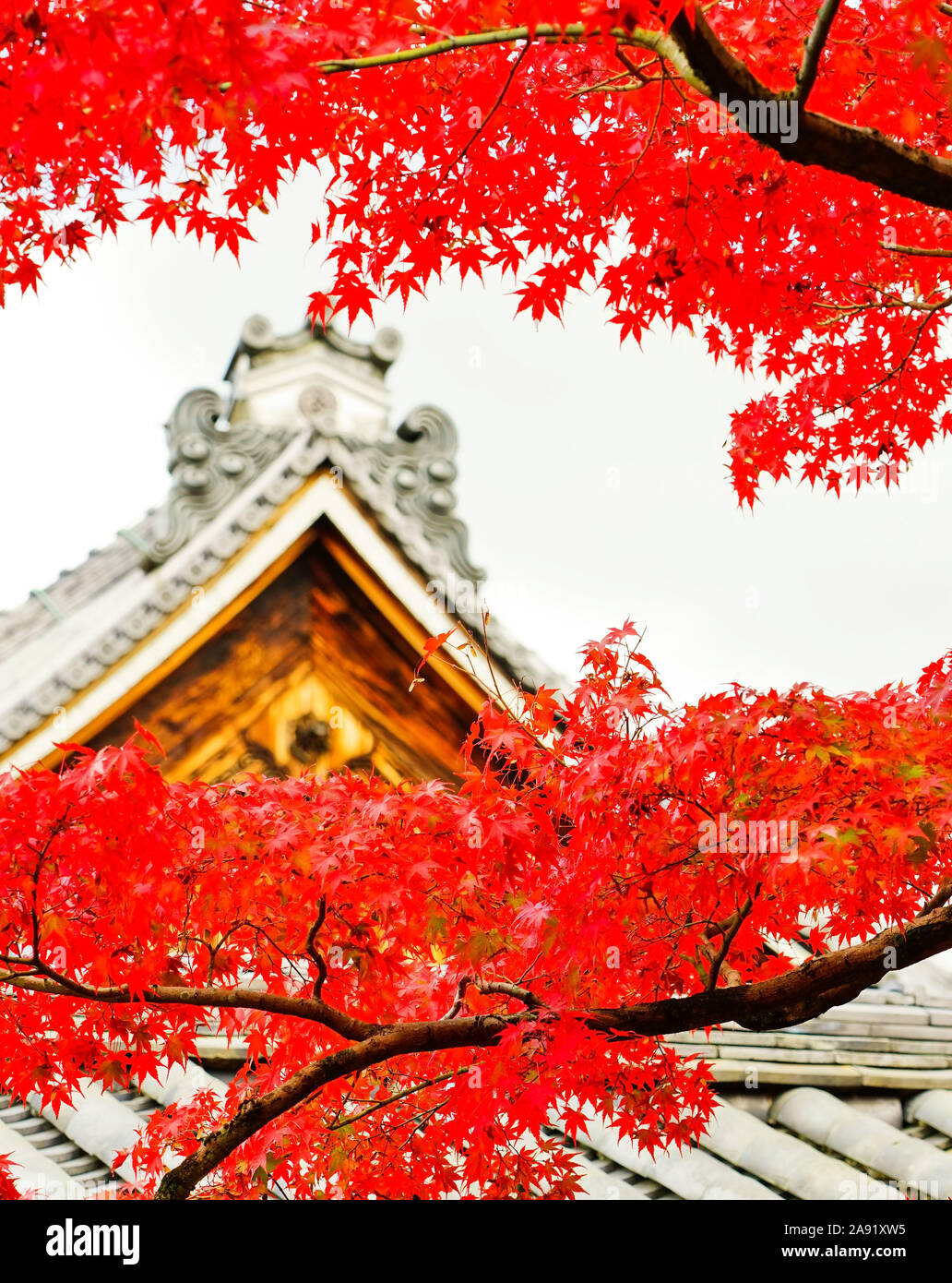 View of the Tofuku-ji Temple in autumn with colorful trees in Kyoto ...