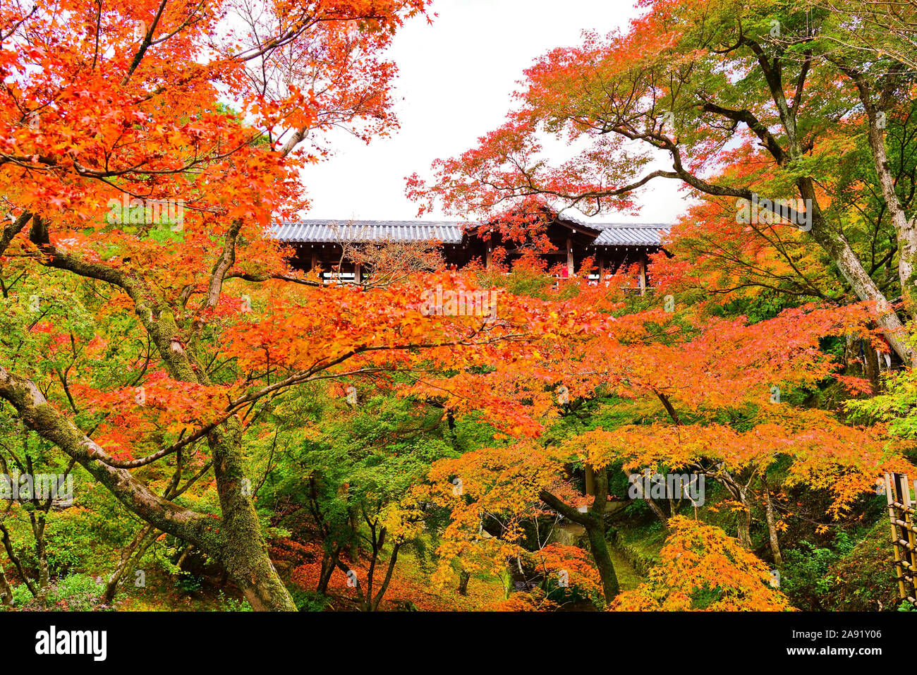 View of the Tofuku-ji Temple in autumn with colorful trees in Kyoto ...