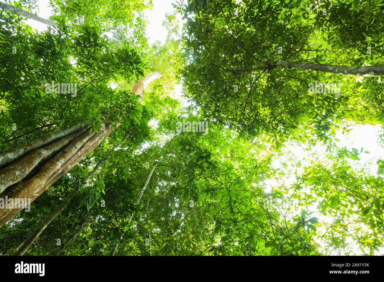 (Selective focus) Stunning view of some tropical trees with beautiful ...