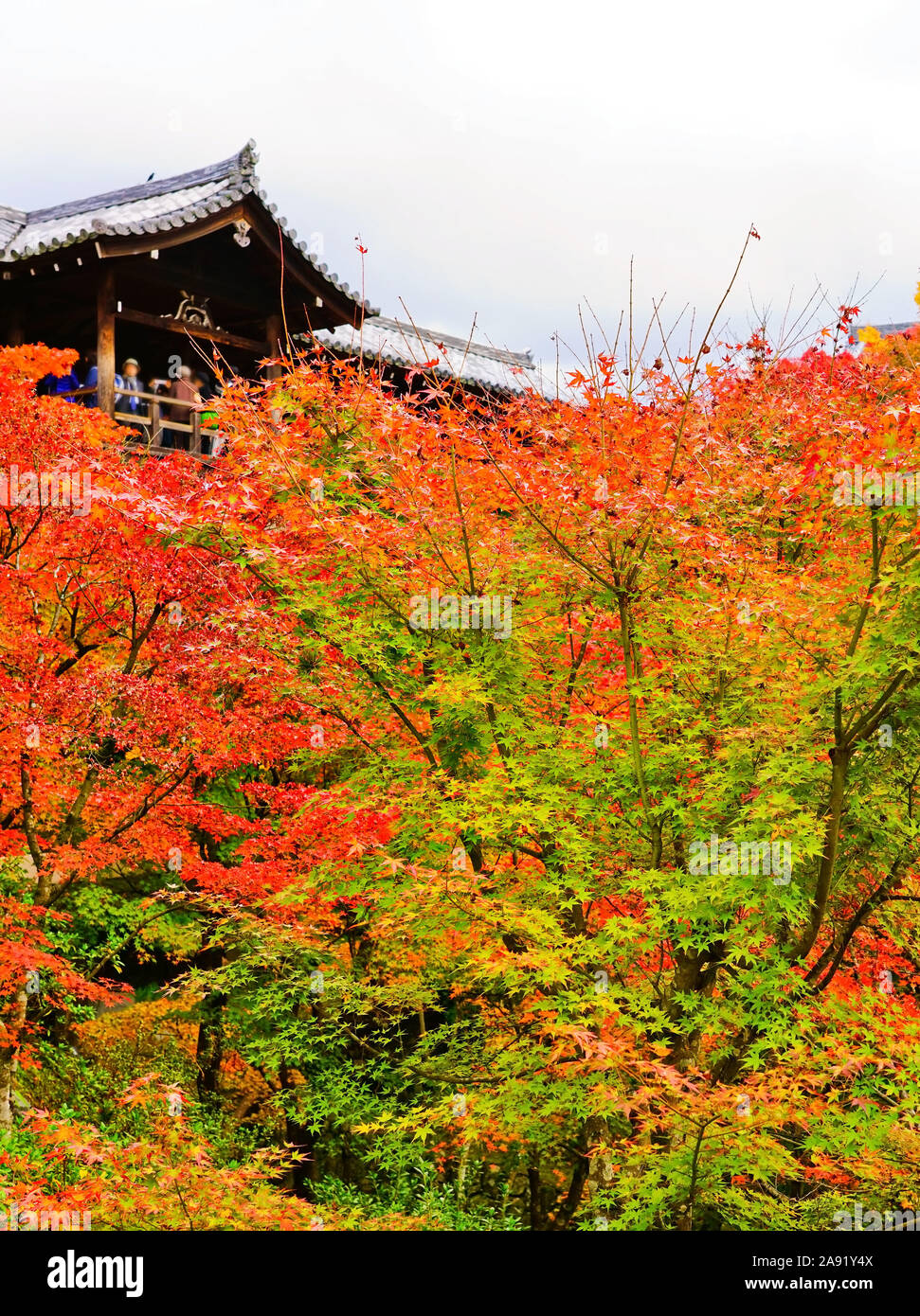 View of the Tofuku-ji Temple in autumn with colorful trees in Kyoto ...