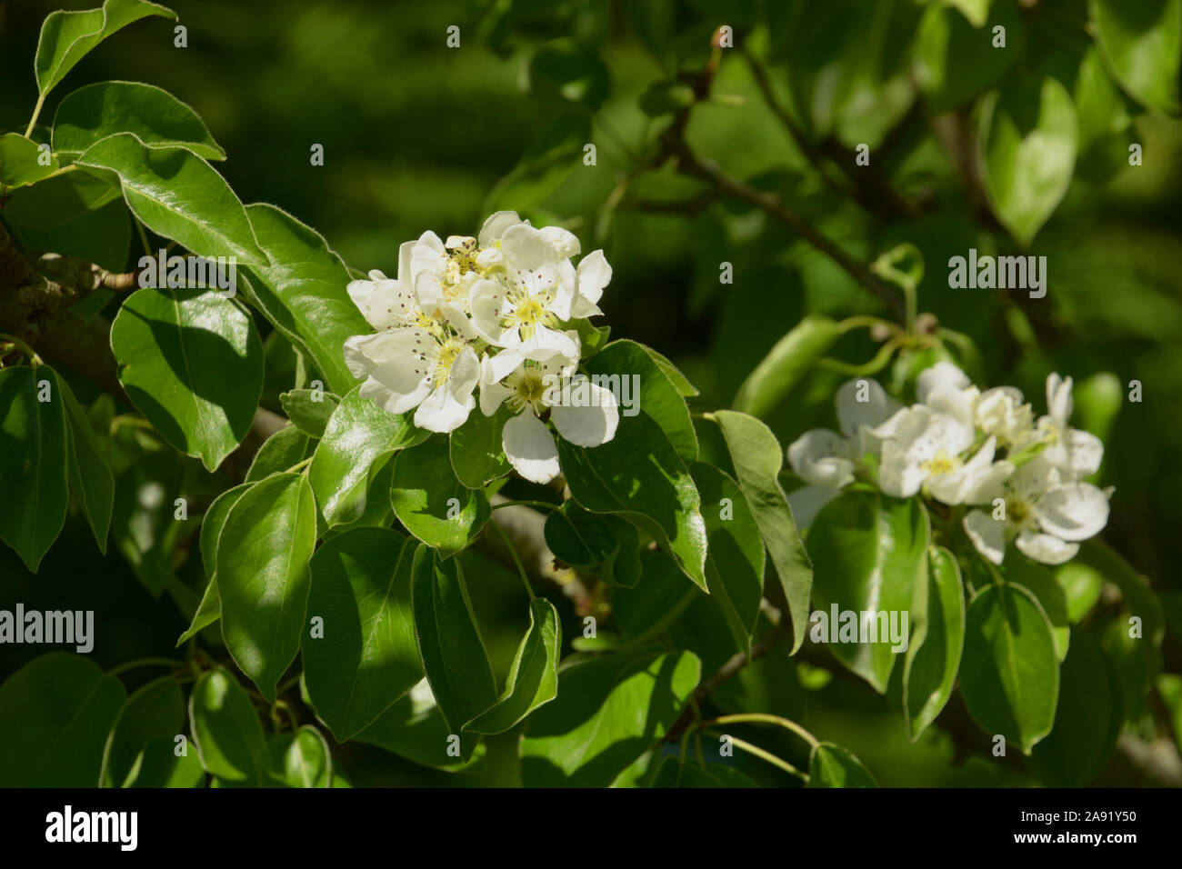 Common wild pear pyrus communis hi-res stock photography and images - Alamy