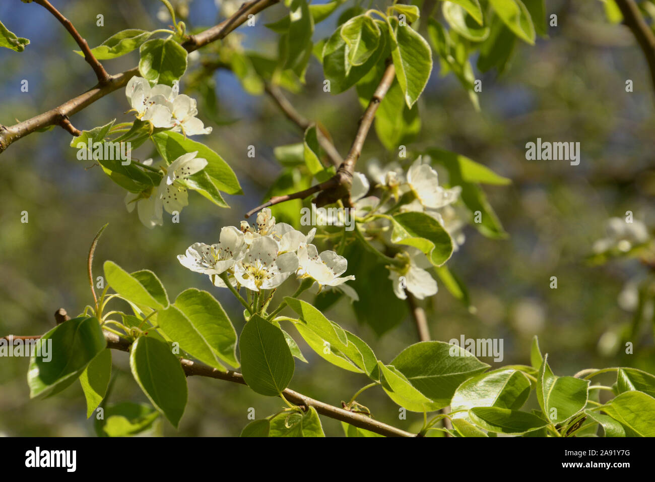 common pear branch with white flowers, pyrus communis with white ...