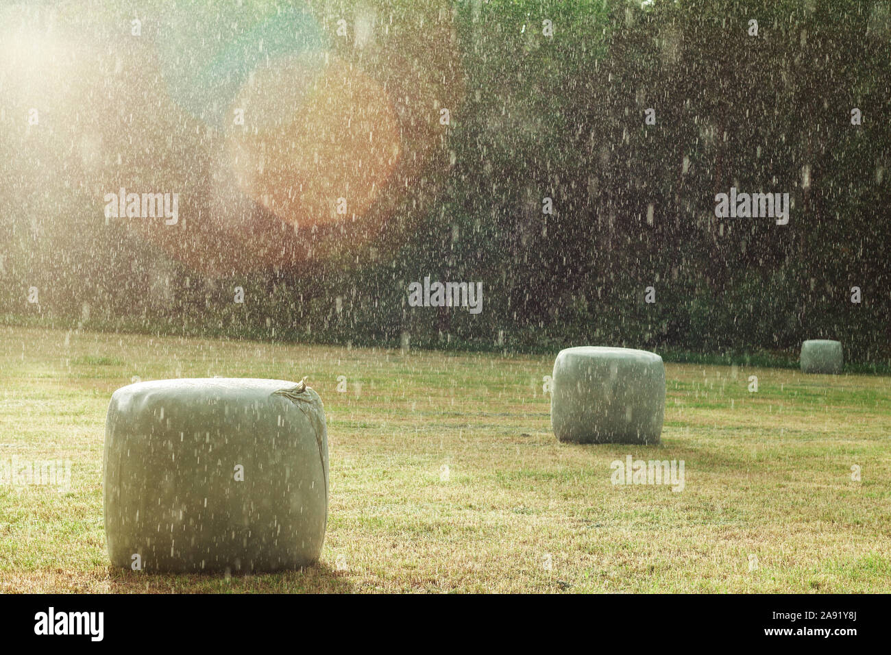 Bales of hay in rain Stock Photo - Alamy