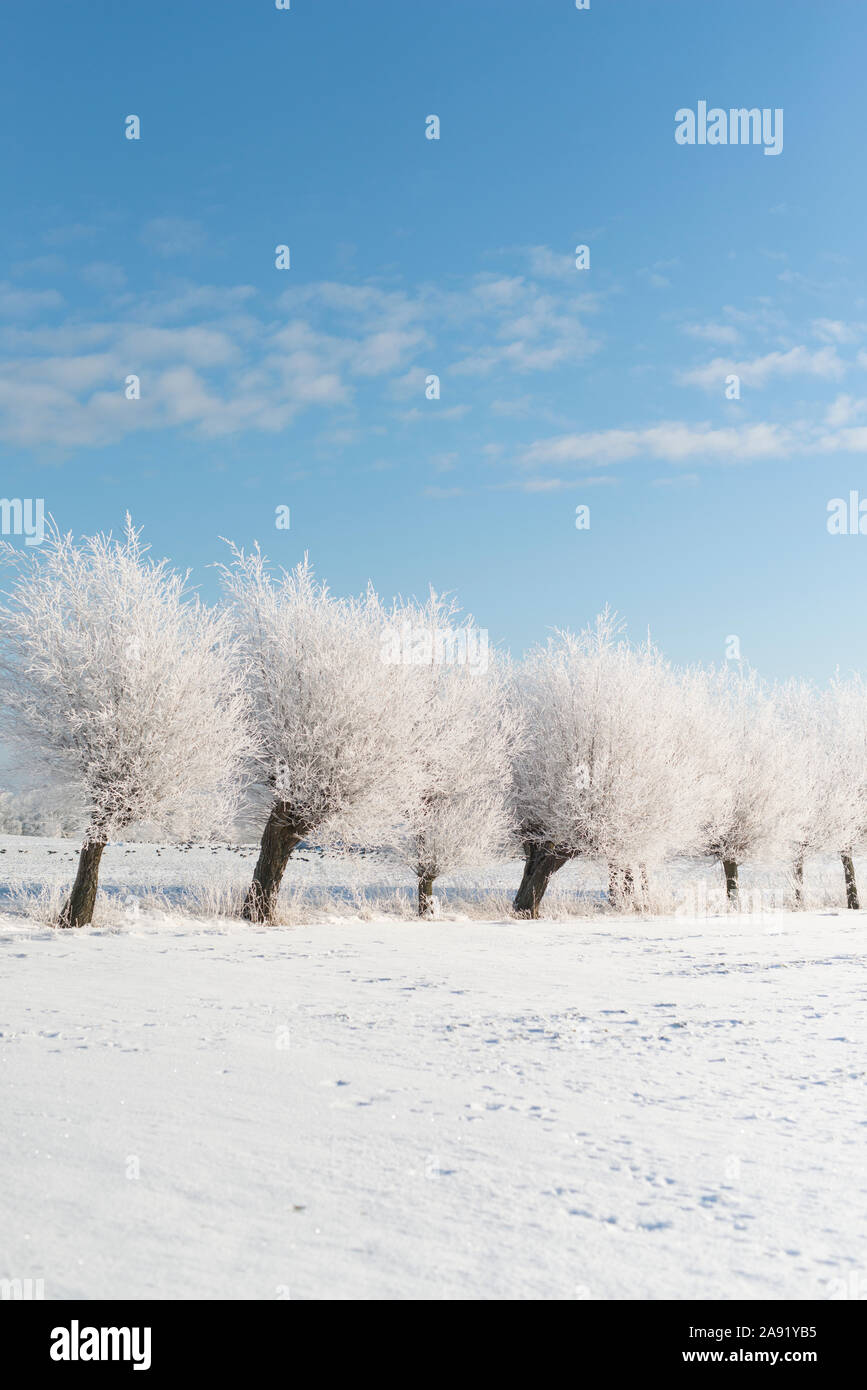 Trees at winter Stock Photo - Alamy