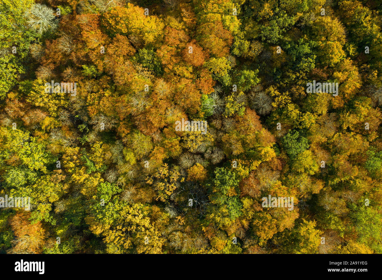 Aerial view autumn deciduous forest hi-res stock photography and images - Alamy